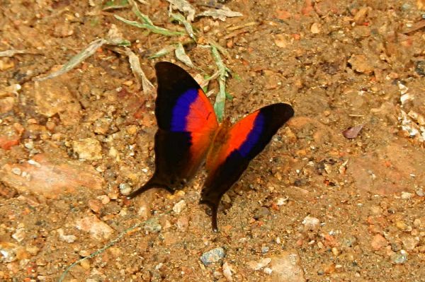 Glossy Daggerwing - The Canopy Family