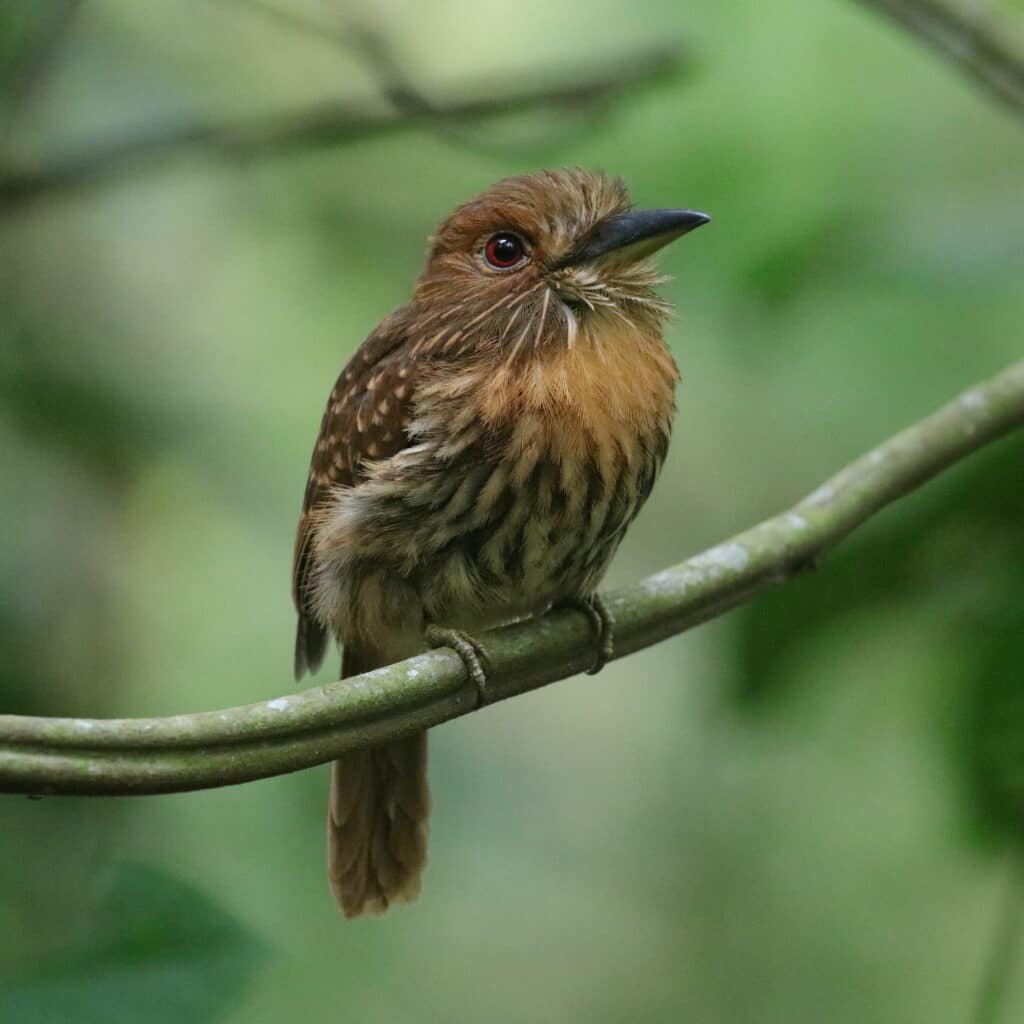 White-whiskered Puffbird - The Canopy Family