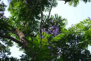 Jacaranda - The Canopy Family