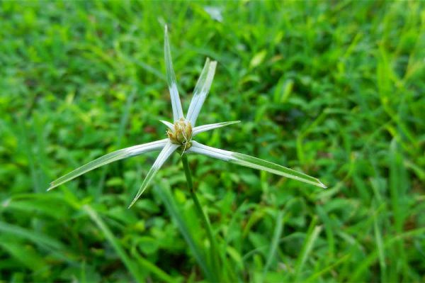 White-top Sedge - The Canopy Family