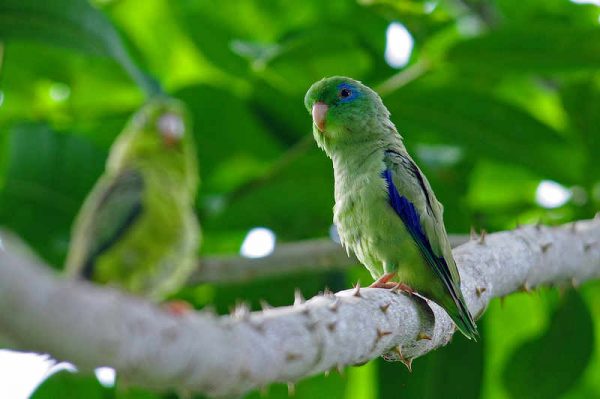 Spectacled Parrotlet - The Canopy Family