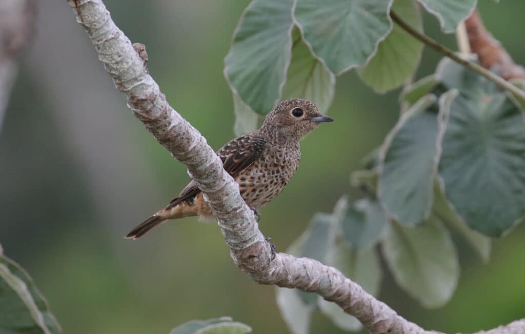 Blue Cotinga - The Canopy Family