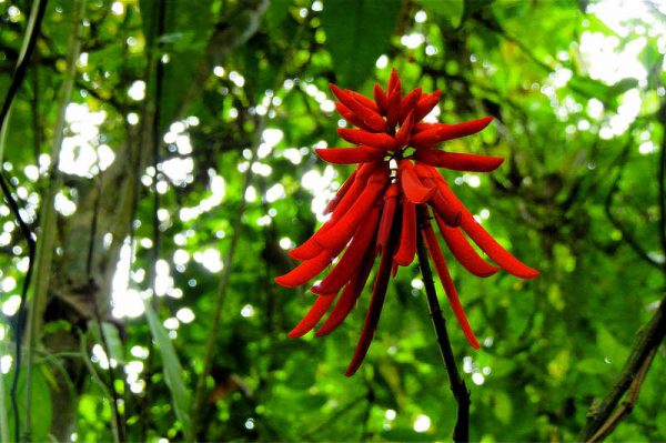 Machete - The Canopy Family
