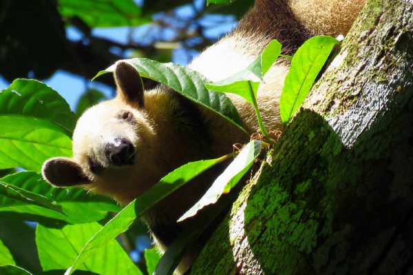 Northern Tamandua - The Canopy Family