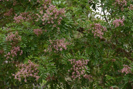 Cabbage Bark - The Canopy Family