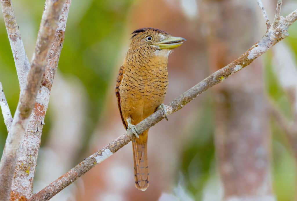 Barred Puffbird - The Canopy Family