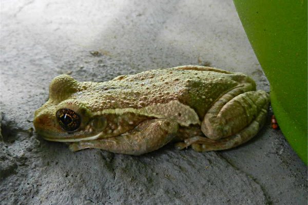 Veined Tree Frog - The Canopy Family