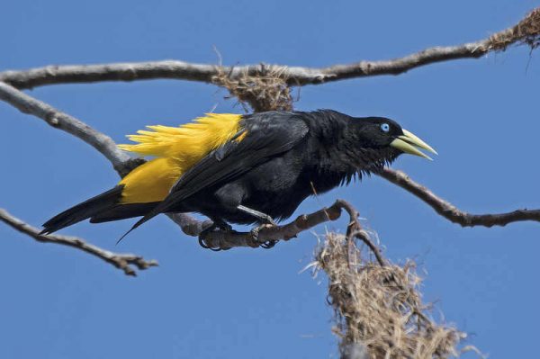 Yellow-rumped Cacique - The Canopy Family