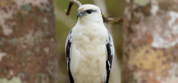 White Hawk - The Canopy Family