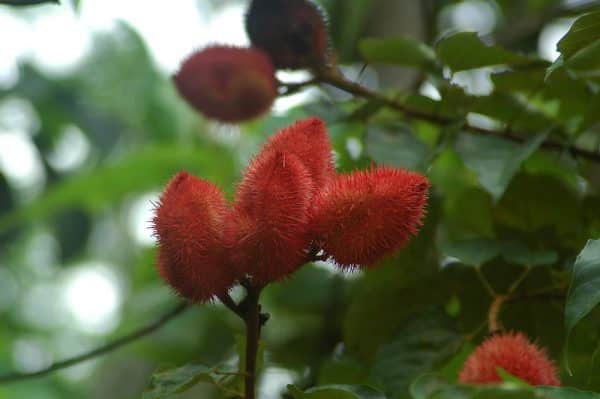 Achiote - The Canopy Family