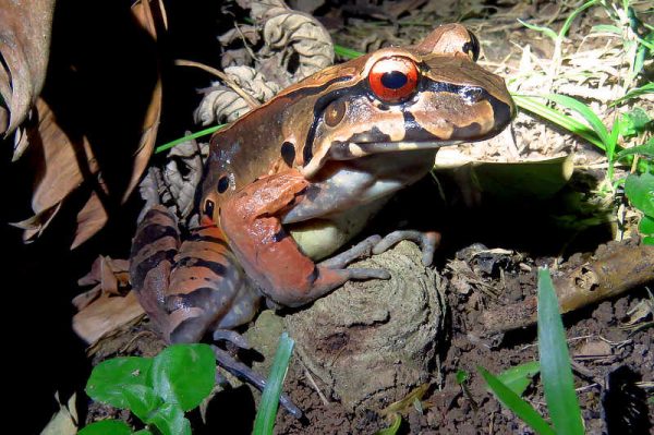 Smoky Jungle Frog - The Canopy Family