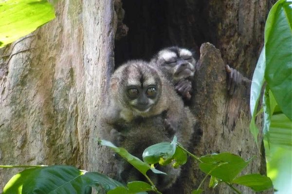 Panamanian Night Monkey - The Canopy Family