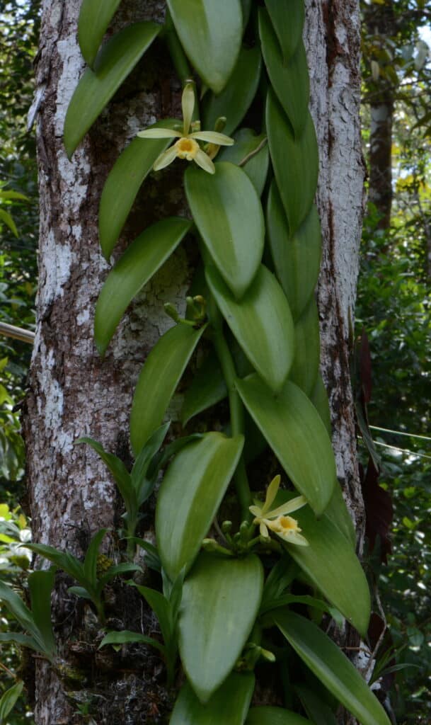 Vanilla Orchid - The Canopy Family
