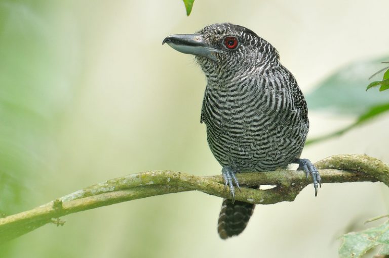 Birds of the Canopy Tower - The Canopy Family
