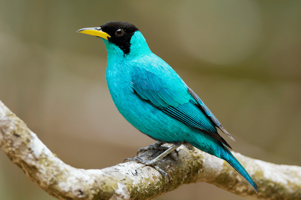 Birds of the Canopy Tower - The Canopy Family