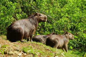 Lesser Capybara | The Canopy Family