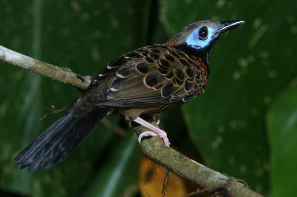 Ocellated Antbird - The Canopy Family