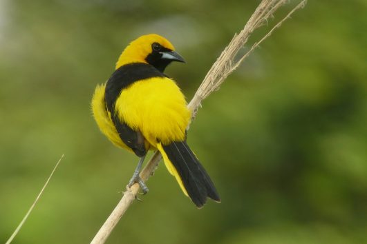 Birds of the Canopy Tower - The Canopy Family