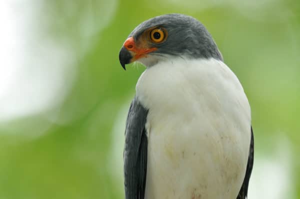 Semiplumbeous Hawk - The Canopy Family