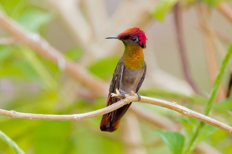 Birds of Canopy Camp Darien - The Canopy Family