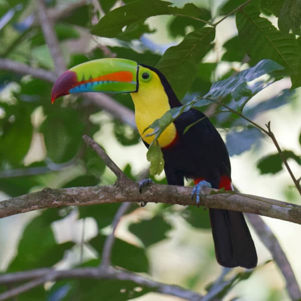 Canopy Tower Activities - The Canopy Family