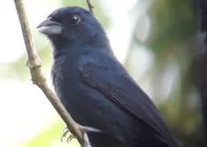 Featured Sightings - The Canopy Family