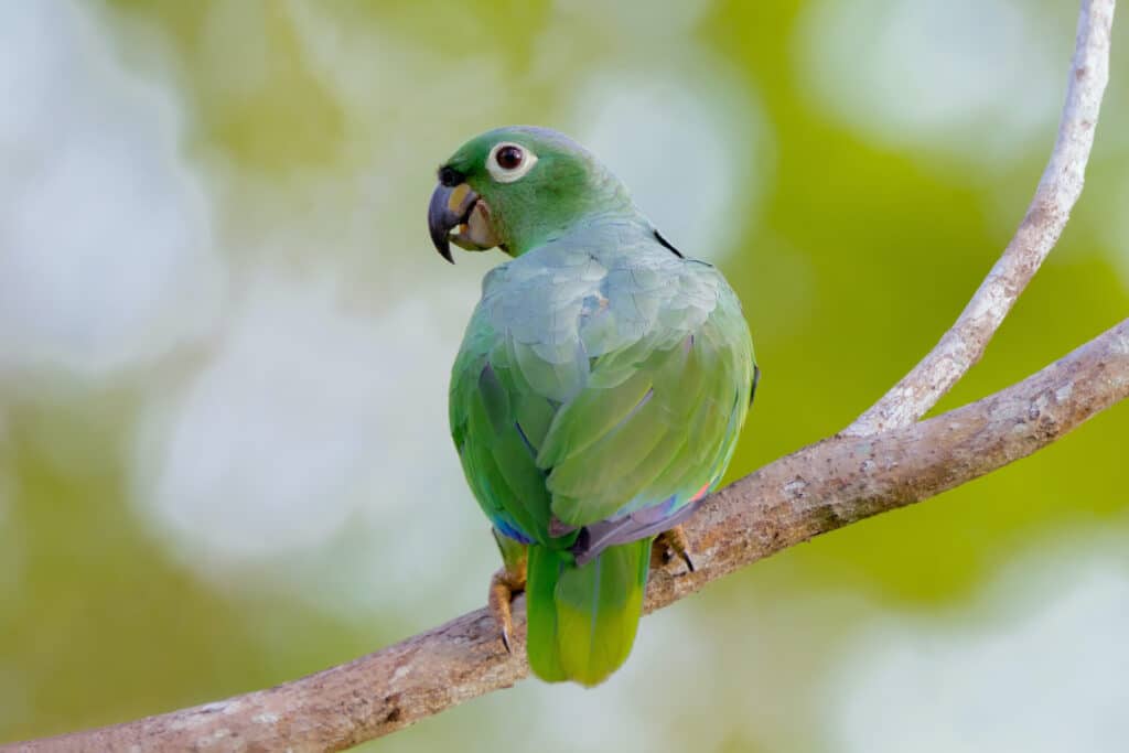 Mealy Parrot | The Canopy Family
