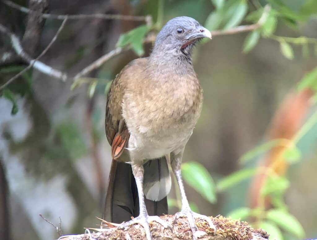 Gray-headed Chachalaca | The Canopy Family