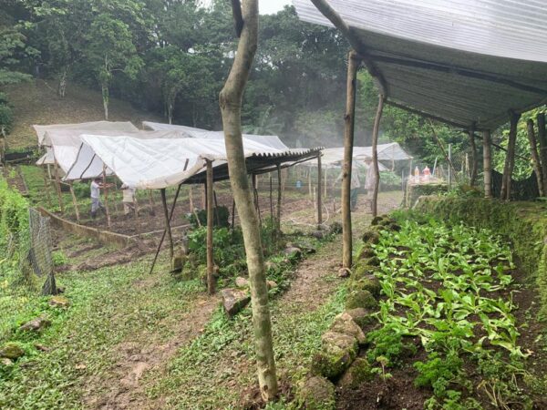 Agriculture at the Canopy Lodge | The Canopy Family