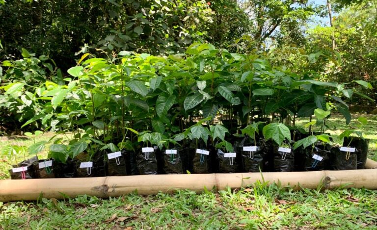 Panama Tree | The Canopy Family