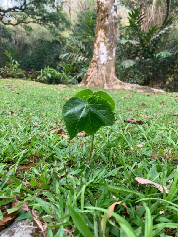 Panama Tree | The Canopy Family
