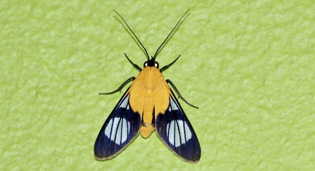 Panama's Undescribed Moths | The Canopy Family