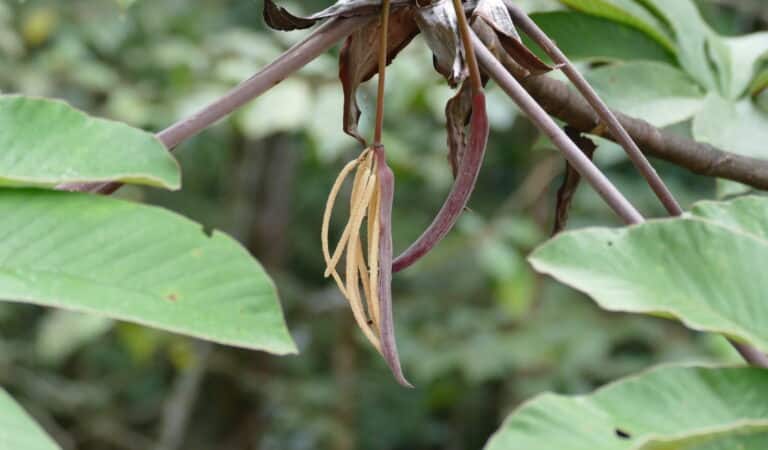 Cecropia | The Canopy Family