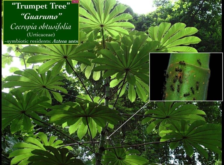 Cecropia | The Canopy Family