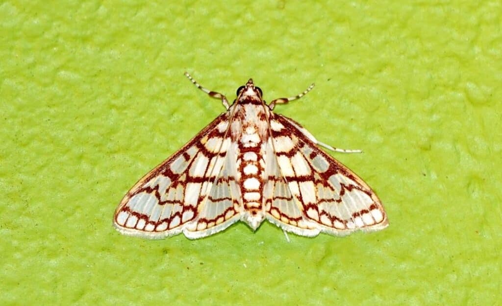 Panama's Undescribed Moths | The Canopy Family