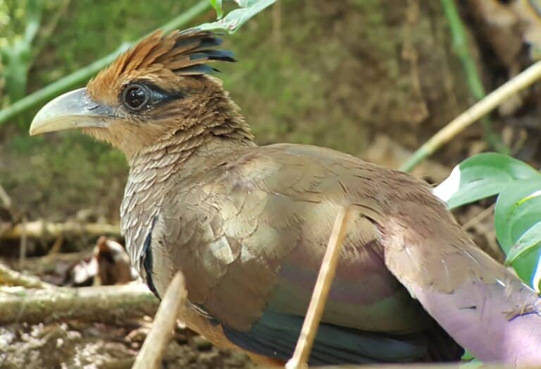 Rufous-vented Ground-Cuckoo | The Canopy Family
