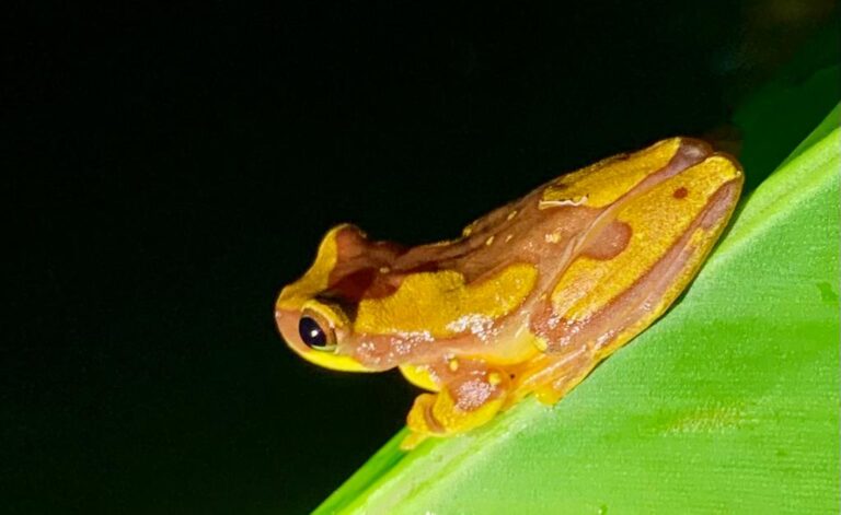 Hourglass Tree Frog | The Canopy Family
