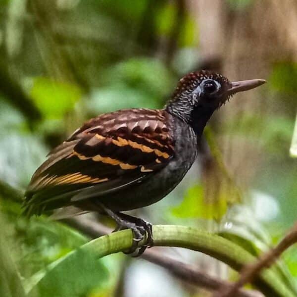 Wing-banded Antbird - The Canopy Family
