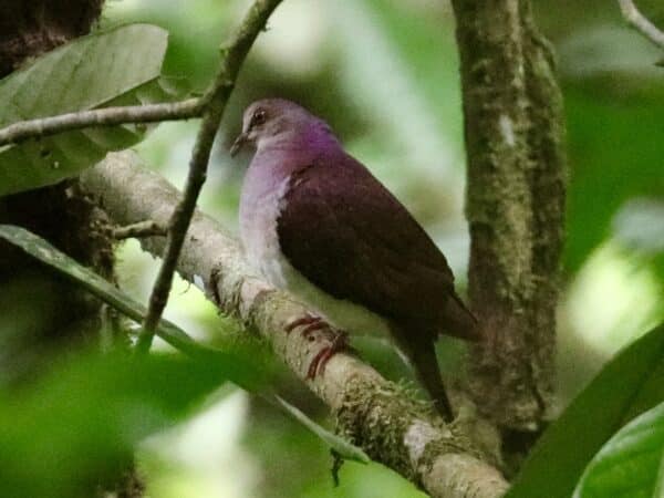 Birding Cerro Pirre | The Canopy Family