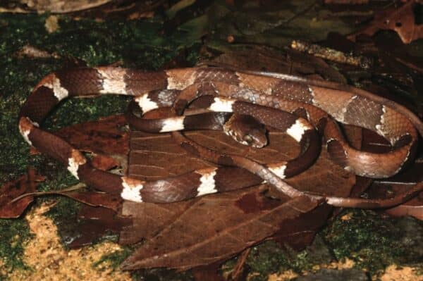 A newly described species of snake for Panama named after the Canopy ...