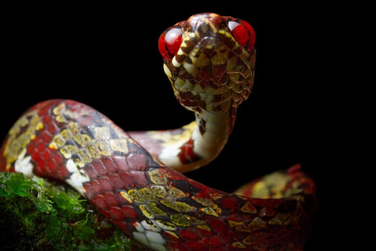 A newly described species of snake for Panama named after the Canopy ...