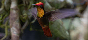 Ruby-topaz Hummingbird - The Canopy Family